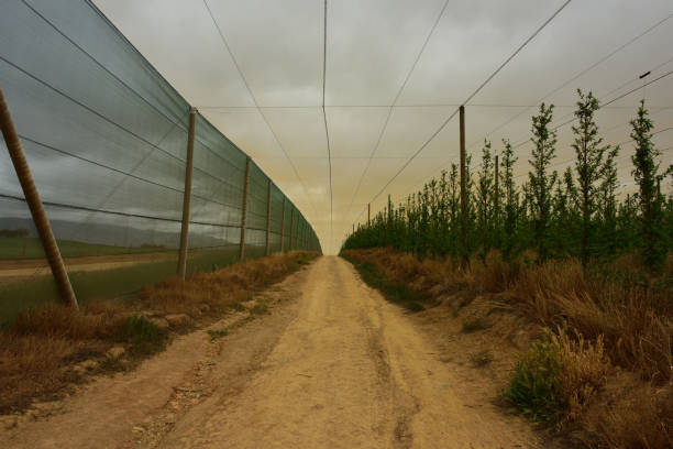 Free picture: Apple tree orchard with protective net