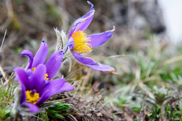 Free picture: Pasque flower (Pulsatilla patens) wildflower with violet ...