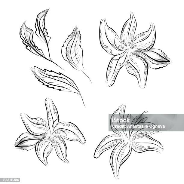 Vector Lilly Set Black And White With Line Art On White Backgrounds向量圖形