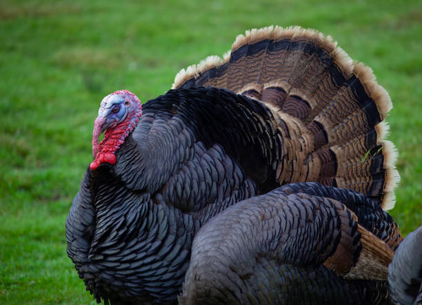 Free picture: wild, male, turkey, bird, up-close, meleagris gallopavo