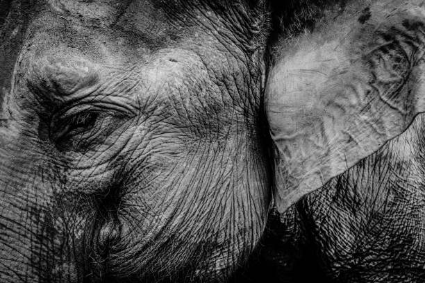 Free Stock Photo of Side View of Elephant Face | Download Free Images ...