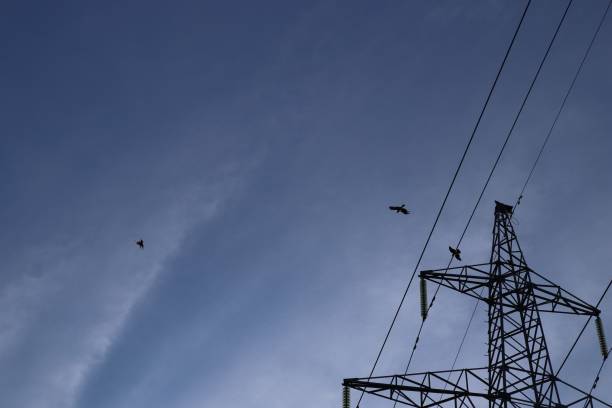 Free Stock Photo of Birds flying over power lines | Download Free ...