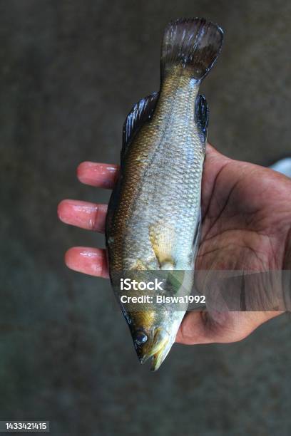 Ikan Bekti Bass Laut Asia Di Tangan Dengan Latar Belakang Blur Yang