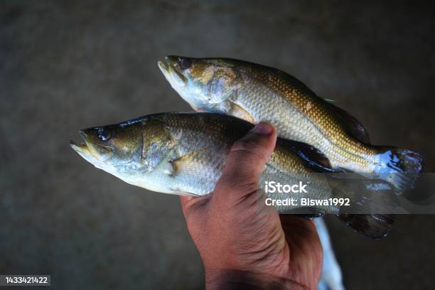 Ikan Bekti Bass Laut Asia Di Tangan Dengan Latar Belakang Blur Yang