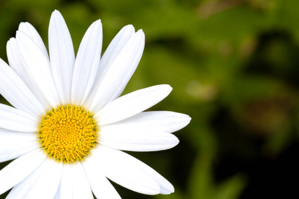 Free Stock Photo of Daisy Flower | Download Free Images and Free ...