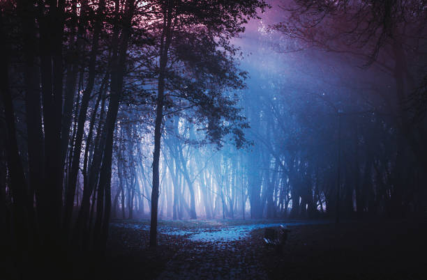 Spooky Woods Pictures | Download Free Images on Unsplash