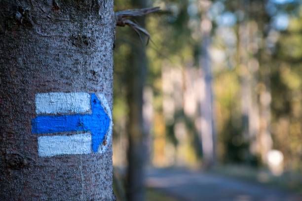 Free Stock Photo of Blue arrow painted on a tree in the forest ...