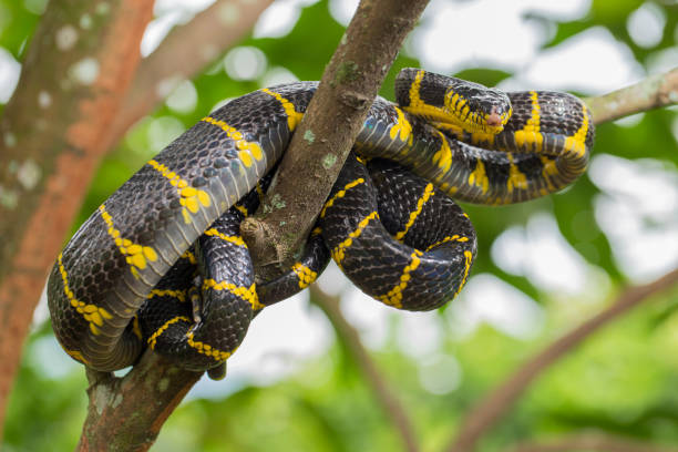 Free picture: brown, tree, snake