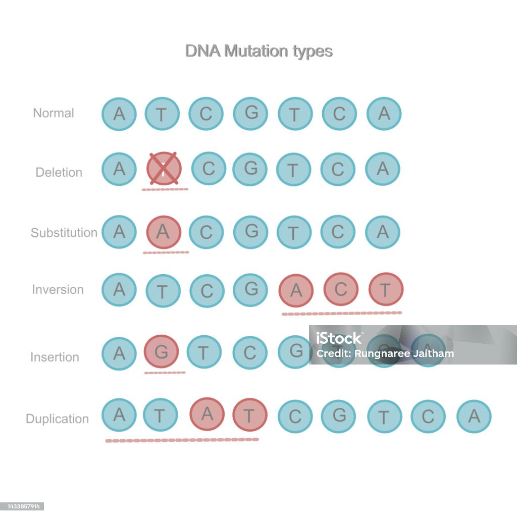 The Types Of Dna Mutation Deletion Substitution Inversion Insertion And Duplication That