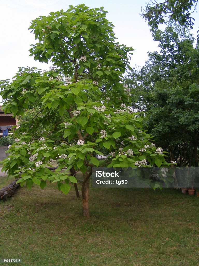 Catalpa Tree Scient Class Bignoniaceae Stock Photo - Download Image Now ... Catalpa Tree Scient Class Bignoniaceae Stock Photo - Download Image Now ...