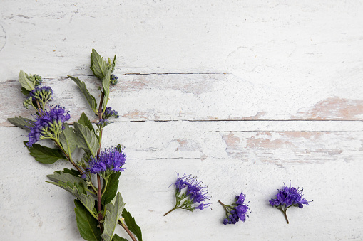 Caryopteris Blue Flowers Stock Photo - Download Image Now - Blue ... Caryopteris Blue Flowers Stock Photo - Download Image Now - Blue ...