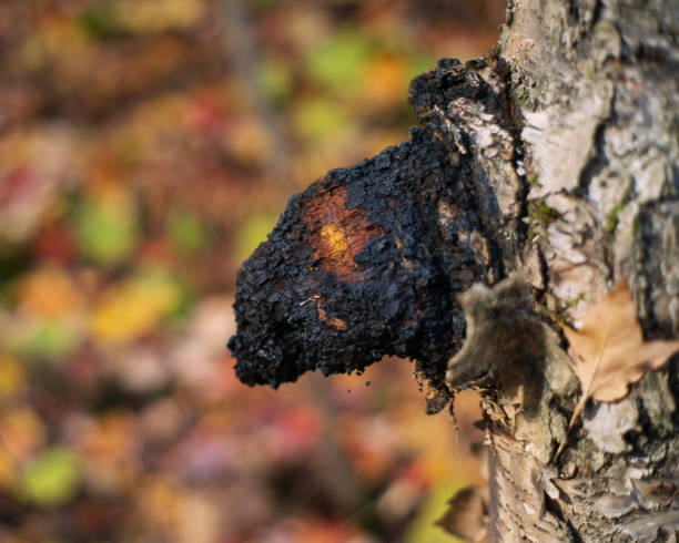 Chaga Pictures | Download Free Images on Unsplash