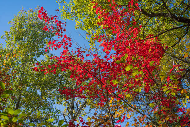 Free picture: Trees with red leaves and light blue sky as background