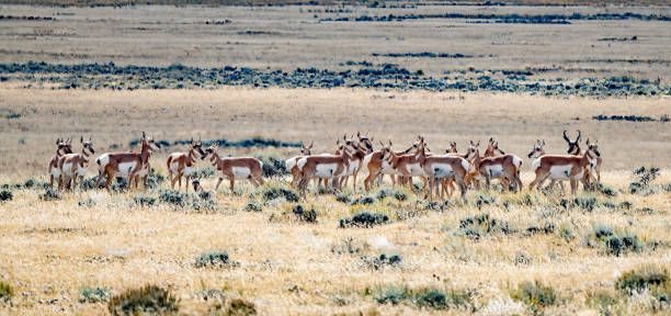 Free Stock Photo of Herd of Antelope Grazing on Grass-Covered Field ...