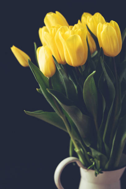 Yellow Tulips Pictures | Download Free Images on Unsplash