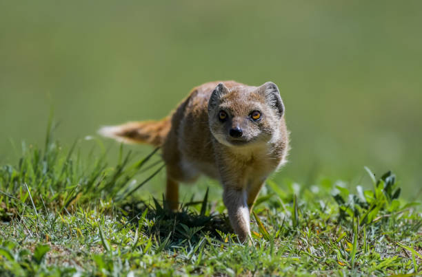 130+ Inquisitive Red Meerkat Stock Photos, Pictures & Royalty-Free ... 130+ Inquisitive Red Meerkat Stock Photos, Pictures & Royalty-Free ...