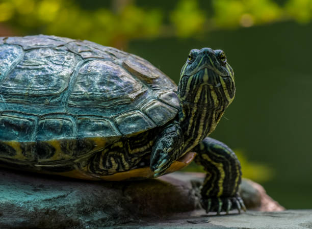 Free picture: tortoise, Malaclemys terrapin, turtle, reptile, shell ...