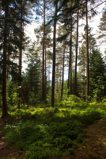 Ardennes Pictures | Download Free Images on Unsplash