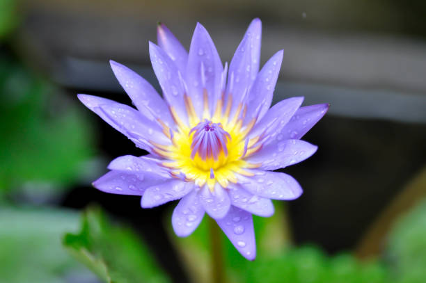 Free picture: purple lotus, pistil, nature, exotic, flower, garden ...