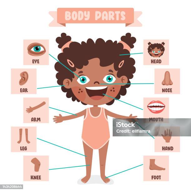 Gambar Kartun Bagian Tubuh Manusia Ilustrasi Stok - Unduh Gambar ... Gambar Kartun Bagian Tubuh Manusia Ilustrasi Stok - Unduh Gambar ...