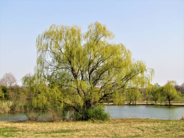 Free picture: Big willow tree trunk (Salix) by riverbank in summer season
