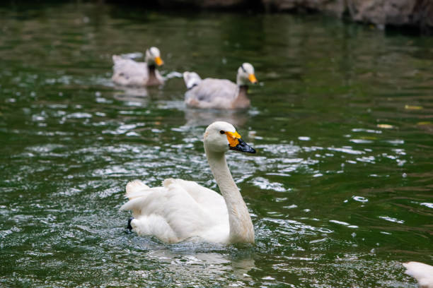 Free picture: neck, profile, side view, swan, feather, wildlife, bird ...