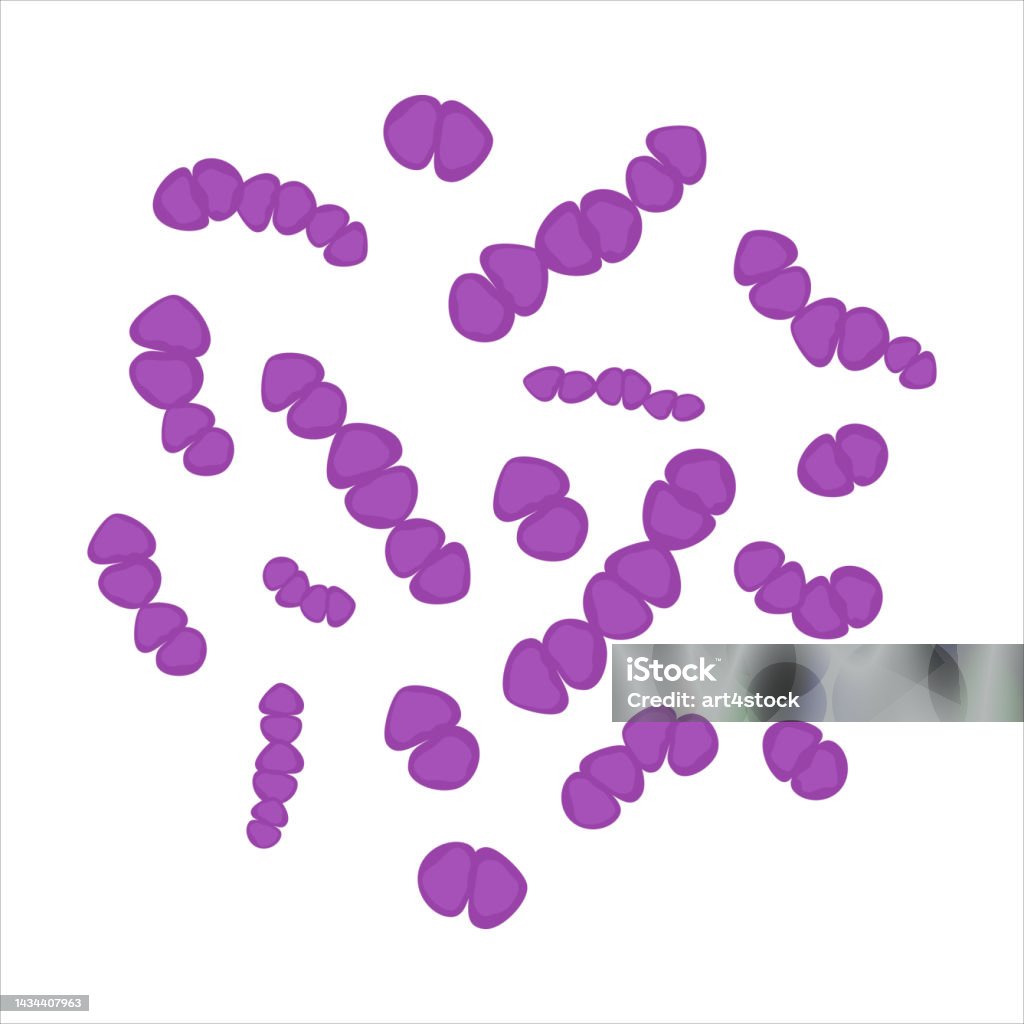Streptococcus Pneumoniae Bacteria Cell Medical Diagram Icon Stock