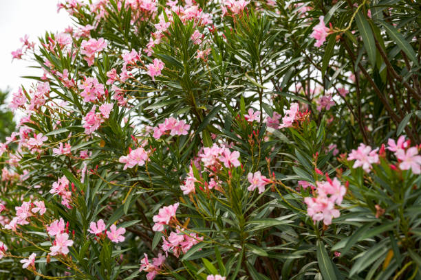 Oleander Pictures | Download Free Images on Unsplash