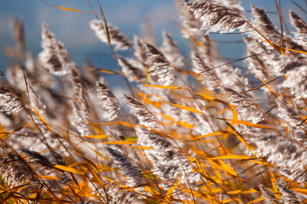 Reeds Pictures | Download Free Images on Unsplash