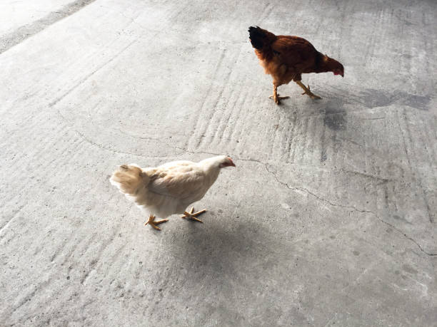 Free Stock Photo of Chicken walking on concrete ground | Download Free ...