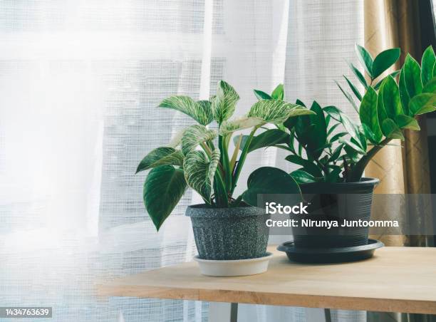 Tanaman Zz Zamioculcas Zamiifolia Pohon Hijau Dalam Pot Di Atas Meja
