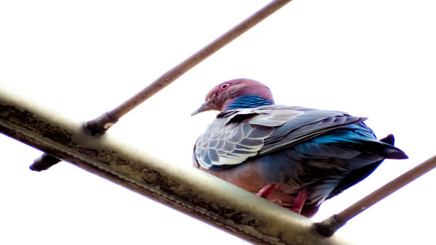 Pidgeon Pictures | Download Free Images on Unsplash