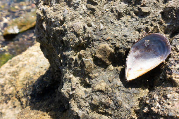 Free picture: mussel, mollusk, sand, invertebrate, arthropod, nature ...