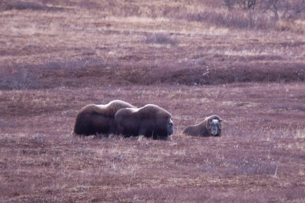 Image libre: musc, mammifères, Alaska