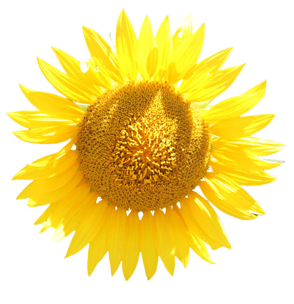 Girasole Pictures | Download Free Images on Unsplash