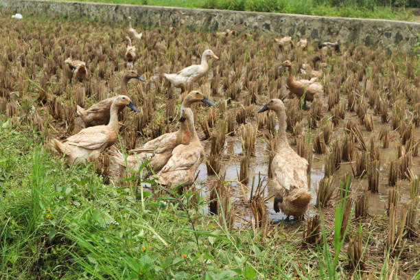 Sawah Pictures | Download Free Images on Unsplash