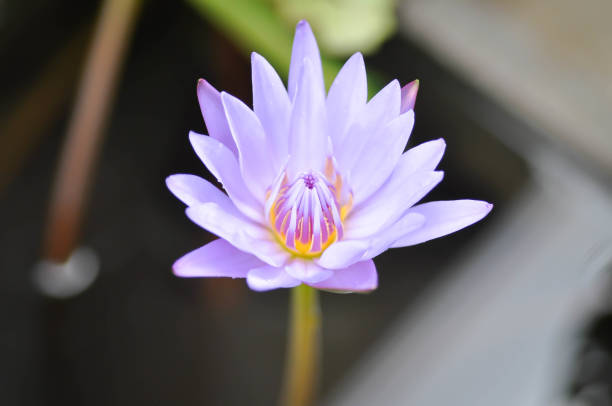 Free picture: purple lotus, pistil, nature, exotic, flower, garden ...