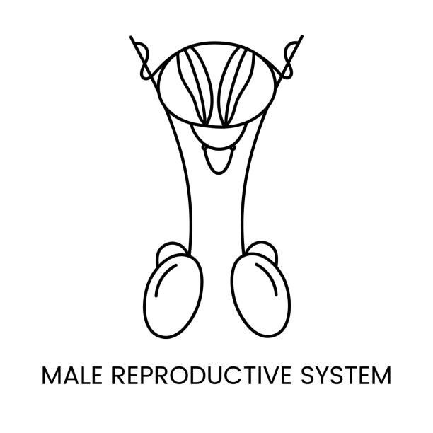 2000 Reproductive System Male Stock Illustrations Royalty Free