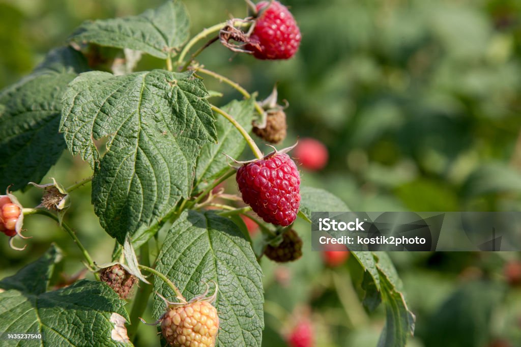 Ripe And Unripe Raspberry In The Fruit Garden Growing Natural Bush Of