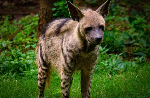 750+ Hyena Pictures | Download Free Images & Stock Photos on Unsplash