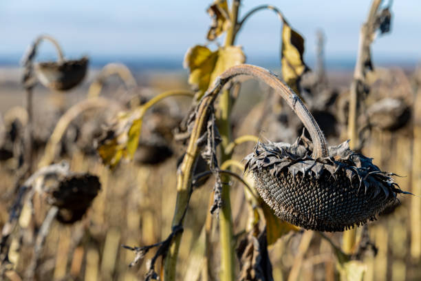 Free picture: old, dry, haulm