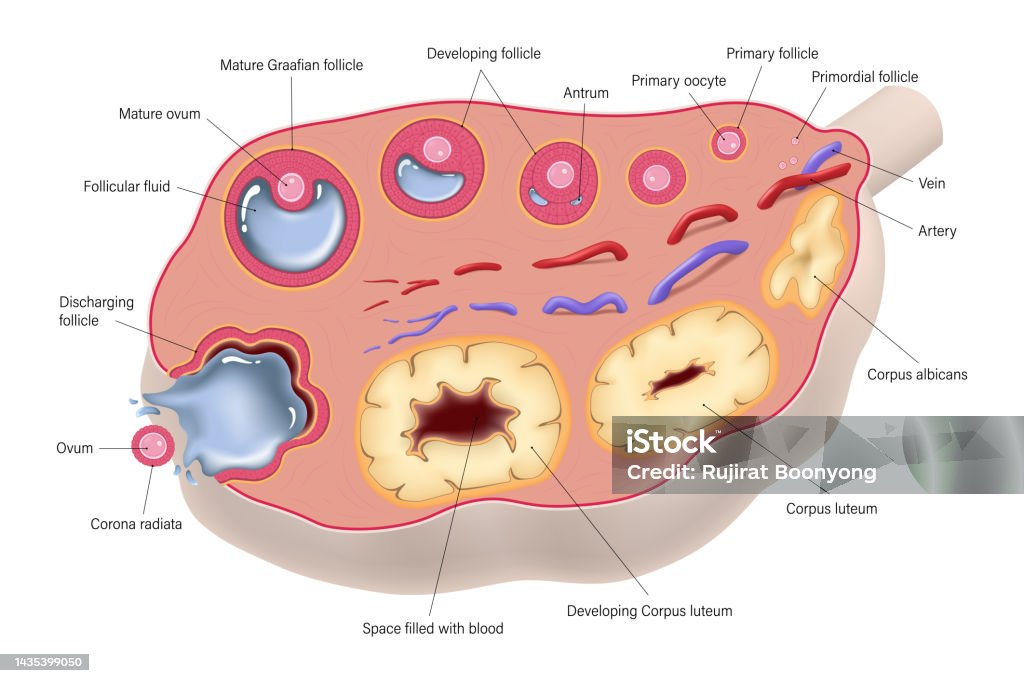 Ovulation Ovarian Cycle Egg Cell Development Ovary Structure Menstrual