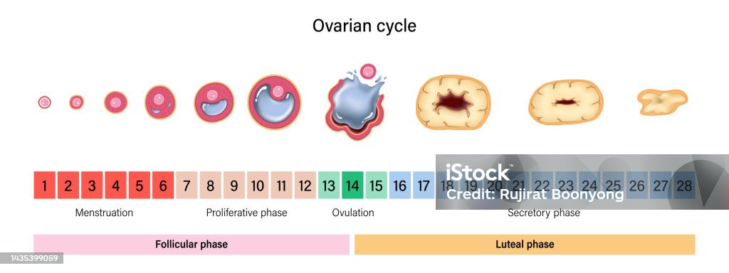 Ovarian Cycle Menstrual Cycle Menstrual Proliferative Ovulation And ... Ovarian Cycle Menstrual Cycle Menstrual Proliferative Ovulation And ...