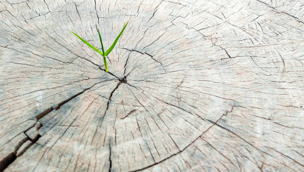 Free picture: A plant sapling that grows through wooden planks