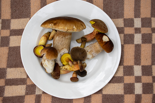 Boletus Edulis And Imleia Badia Mushrooms Forest Harvest Spread On