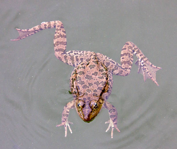Free picture: lake, amphibian, frog, wildlife, nature, water, eye