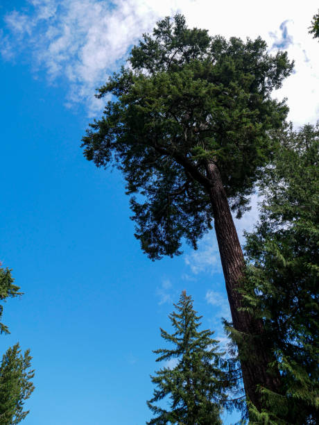 Free talltree stock photos. Download the best free talltree images at ...