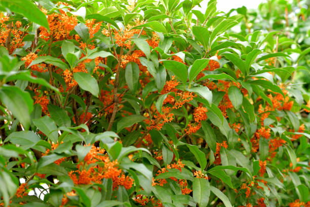 Osmanthus Fragrans Pictures | Download Free Images on Unsplash