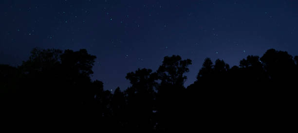 Free Stock Photo of Starry night sky over silhouetted trees | Download ...