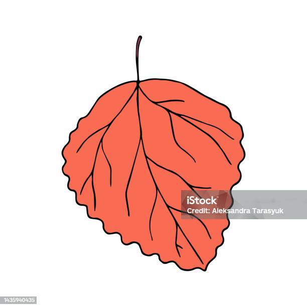 Illustration Vectorielle De La Feuille De Tremble Dans Le Style Dessin